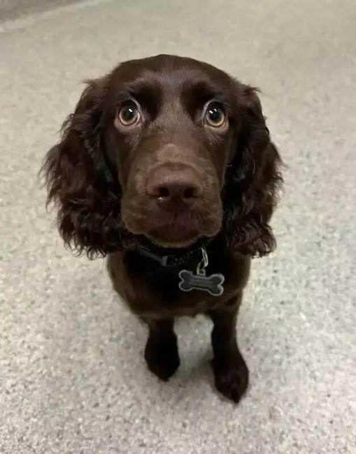 Our Patients | Hambright Animal Hospital